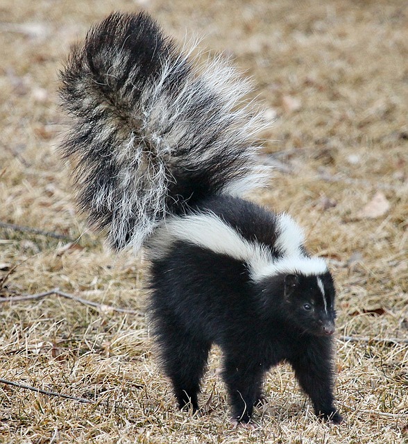 Skunk Recipe | Rockingham Emergency Veterinary Hospital